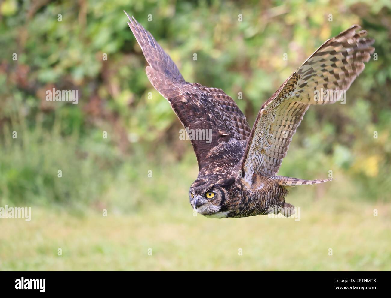 Great-horned owl flying in the forest on green background, Quebec ...