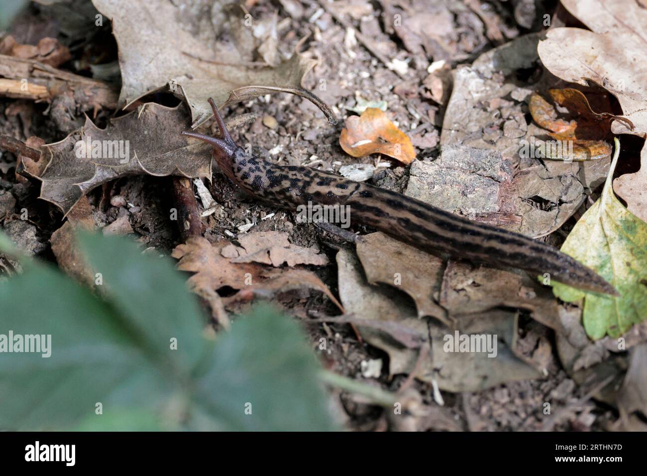 Leopard slug Limax maximus, large pinkish grey slug with dark markings ...