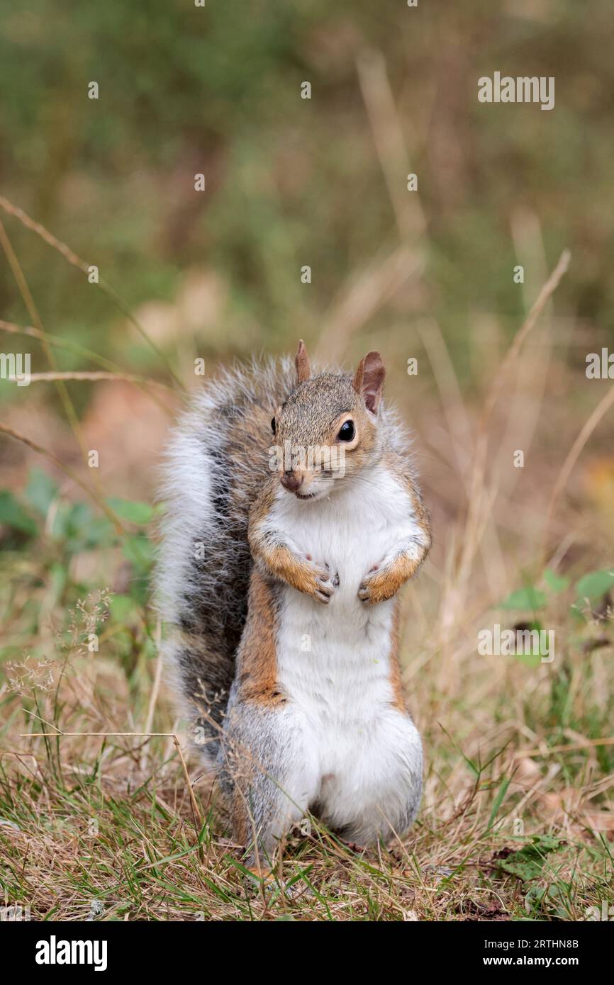 Amusing funny grey squirrel Sciurus carolinensis, striking a stand up ...