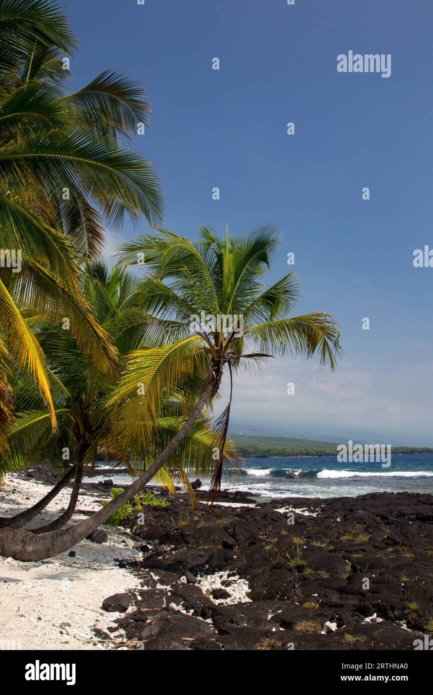 Palm trees on the beach at Puuhonua O Honaunau Park on Big Island ...