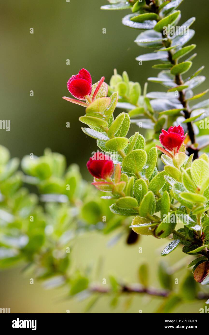 Ohelo berry (Vaccinium reticulatum), also called Hawaiian cranberry, in ...