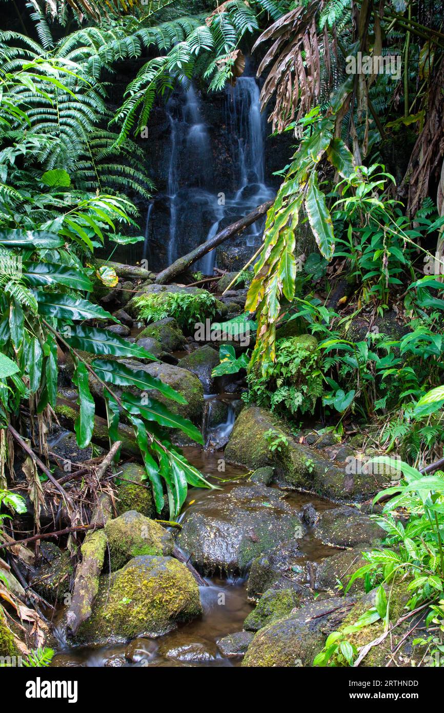 Small waterfall in Akaka Falls State Park on Big Island, Hawaii, USA ...