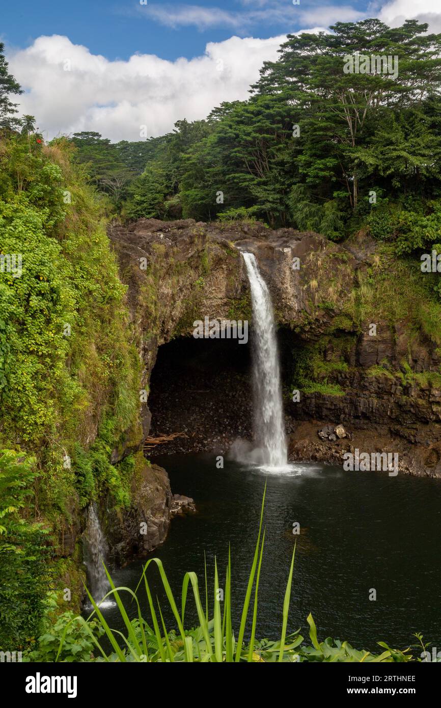 Tropical rain forest hilo hi-res stock photography and images - Alamy