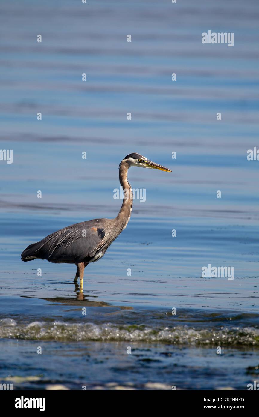 Great blue heron (Ardea herodias) in shallow water at Island View Beach ...