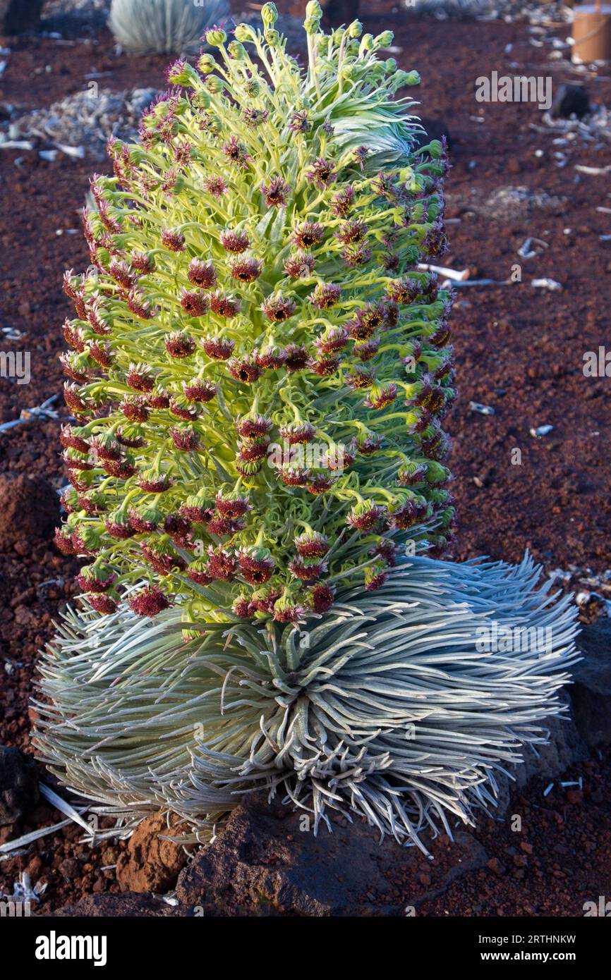 Silversword (Argyroxiphium sandwicense) on Haleakala on Maui, Hawaii ...