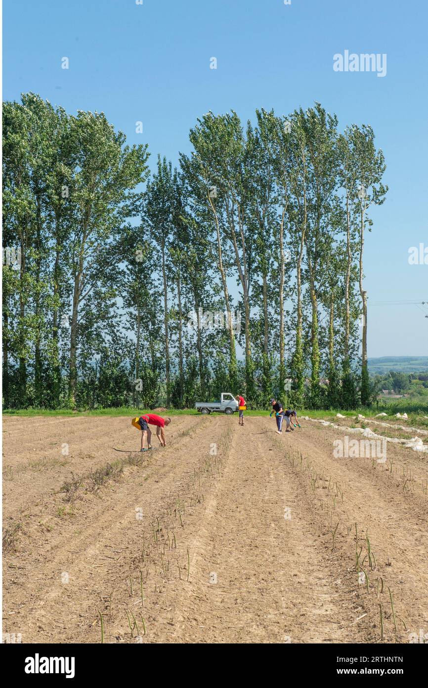 Seasonal workers harvesting hi-res stock photography and images - Alamy