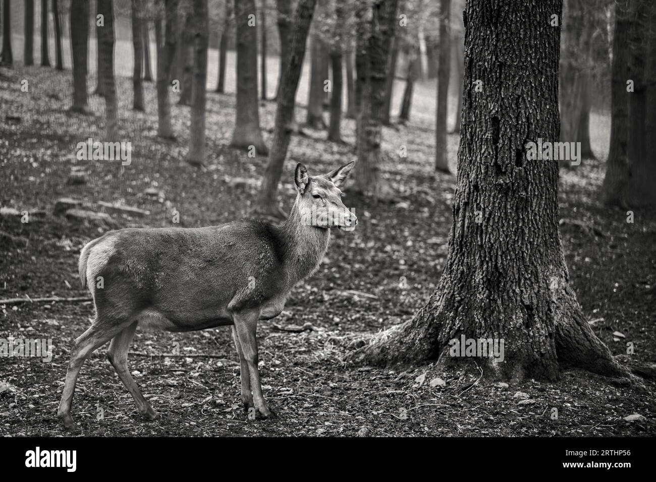Hind animal hi-res stock photography and images - Alamy