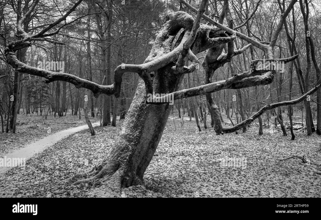 German baltic coast in Black and White Stock Photos & Images - Alamy