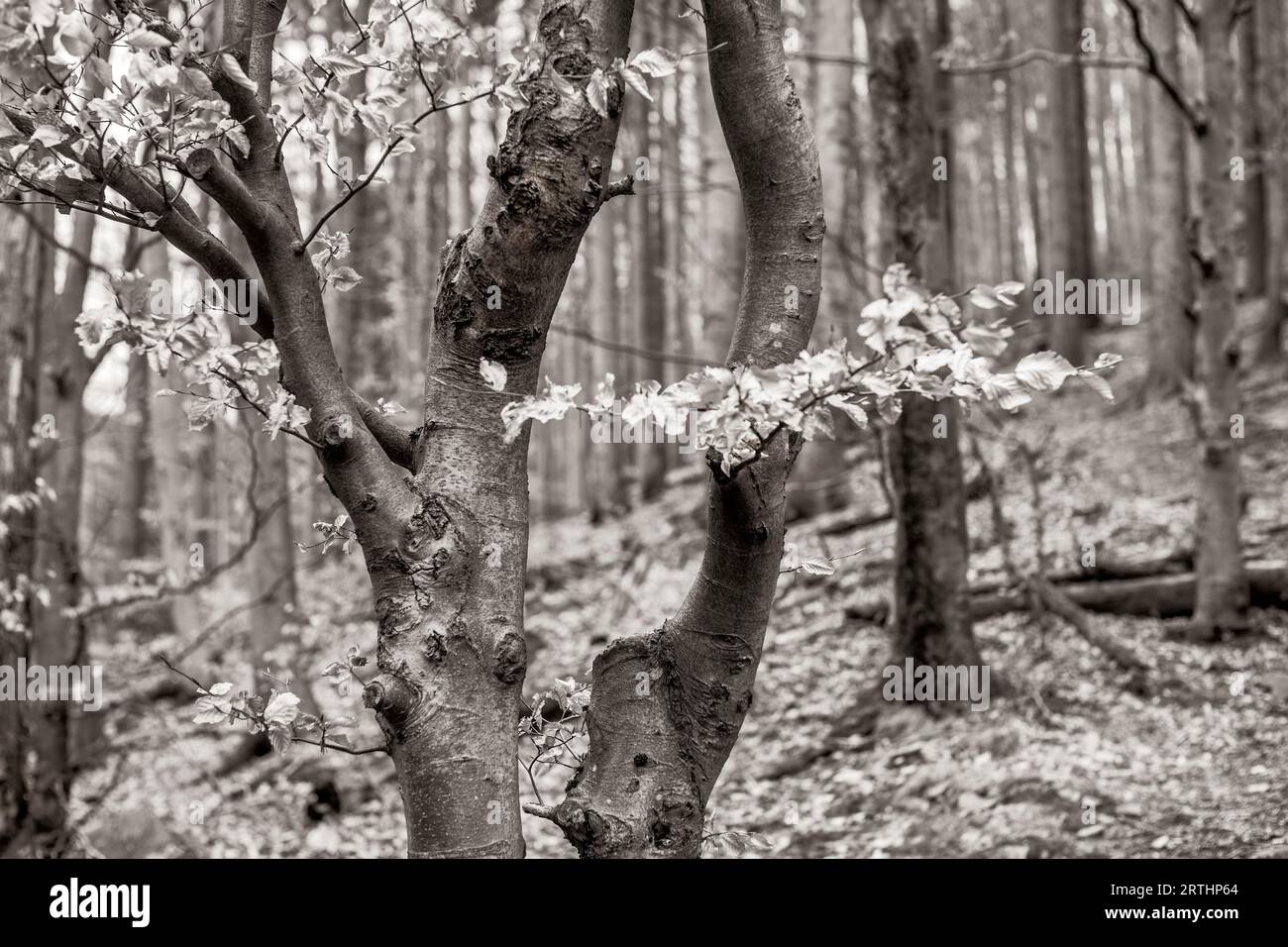 Forest in March Stock Photo - Alamy