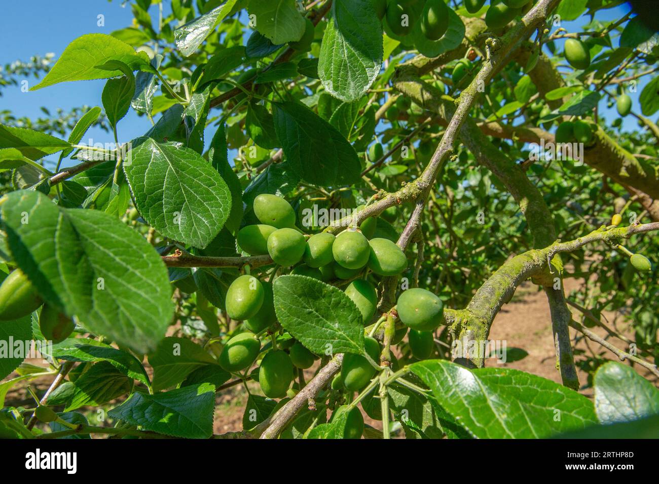 Walnut tree hi-res stock photography and images - Alamy