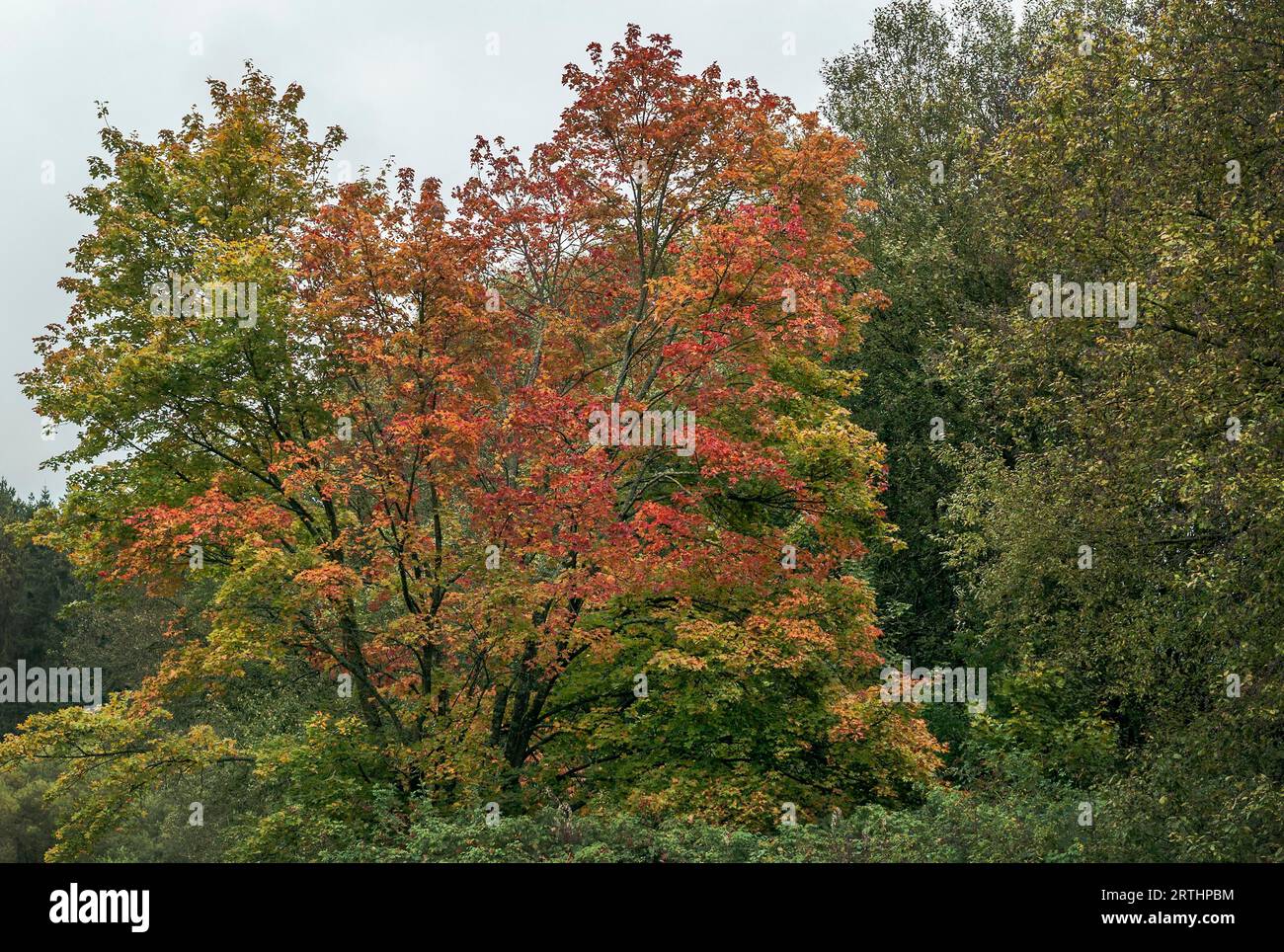 The colours of autumn Stock Photo - Alamy