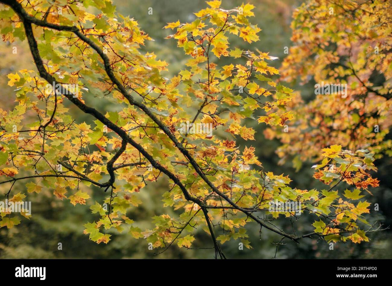 This single picture belongs to my picture series Stock Photo - Alamy