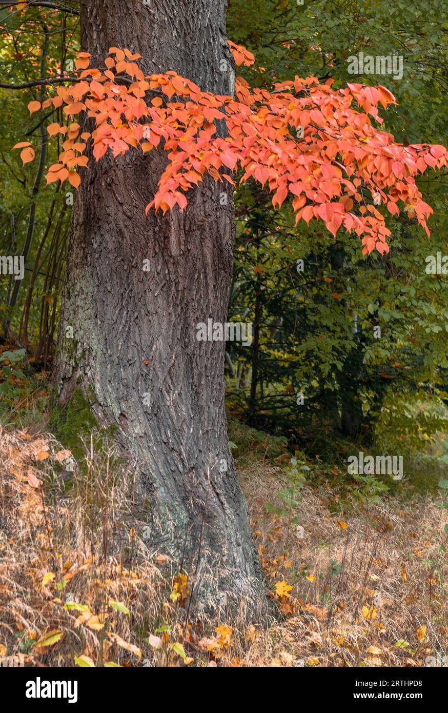 This single picture belongs to my picture series Stock Photo - Alamy