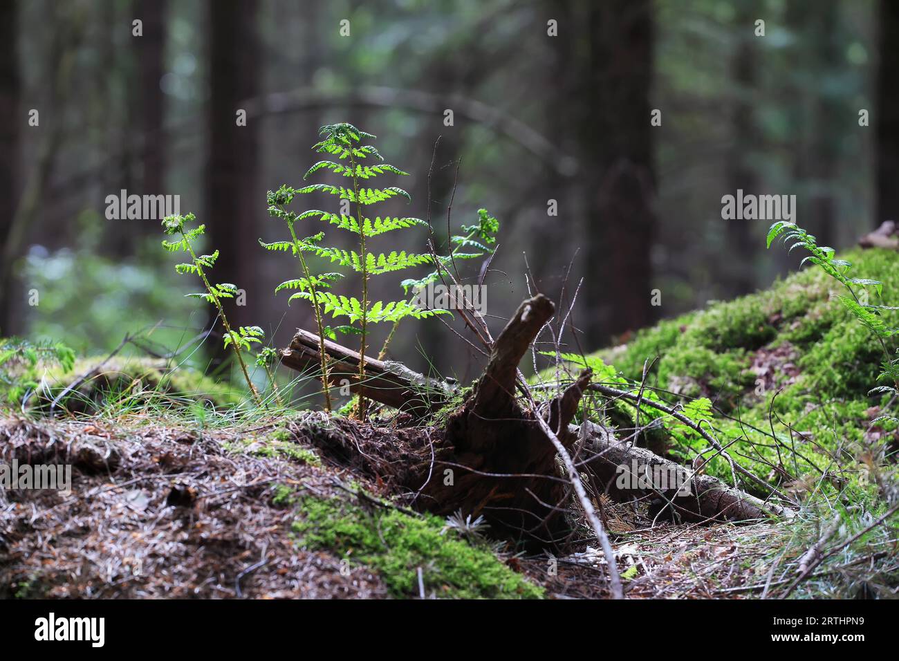 Fern in summer forest hi-res stock photography and images - Alamy