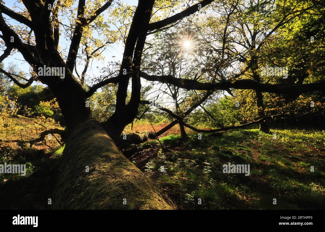 Oak tree in summer hi-res stock photography and images - Alamy
