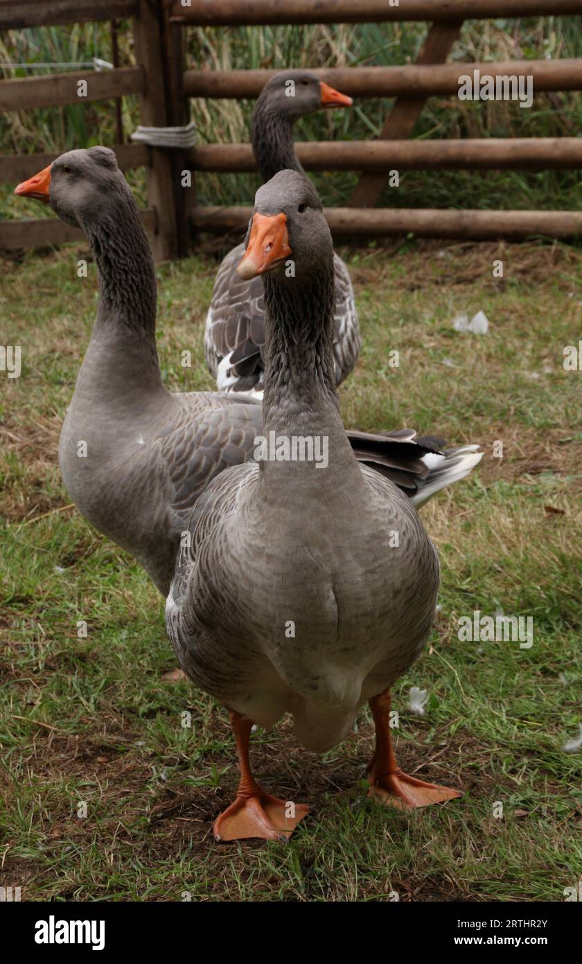 Pomeranian goose hi-res stock photography and images - Alamy