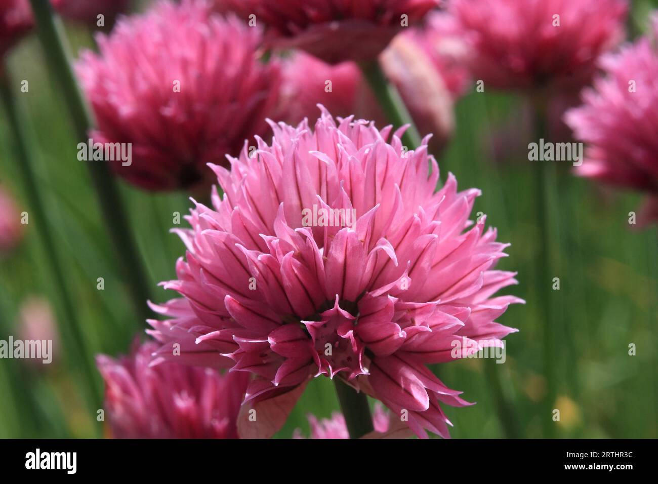 Pink flowering chives Stock Photo - Alamy