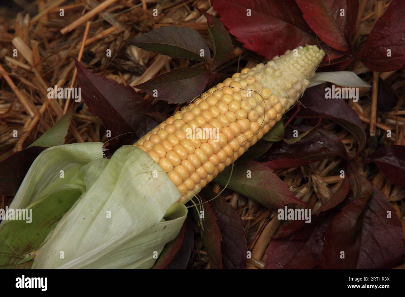 Leaves of corn hi-res stock photography and images - Alamy