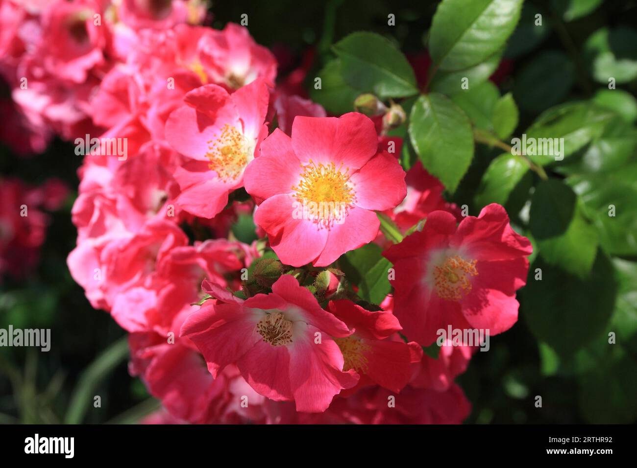 Blossom pink wild roses hi-res stock photography and images - Alamy