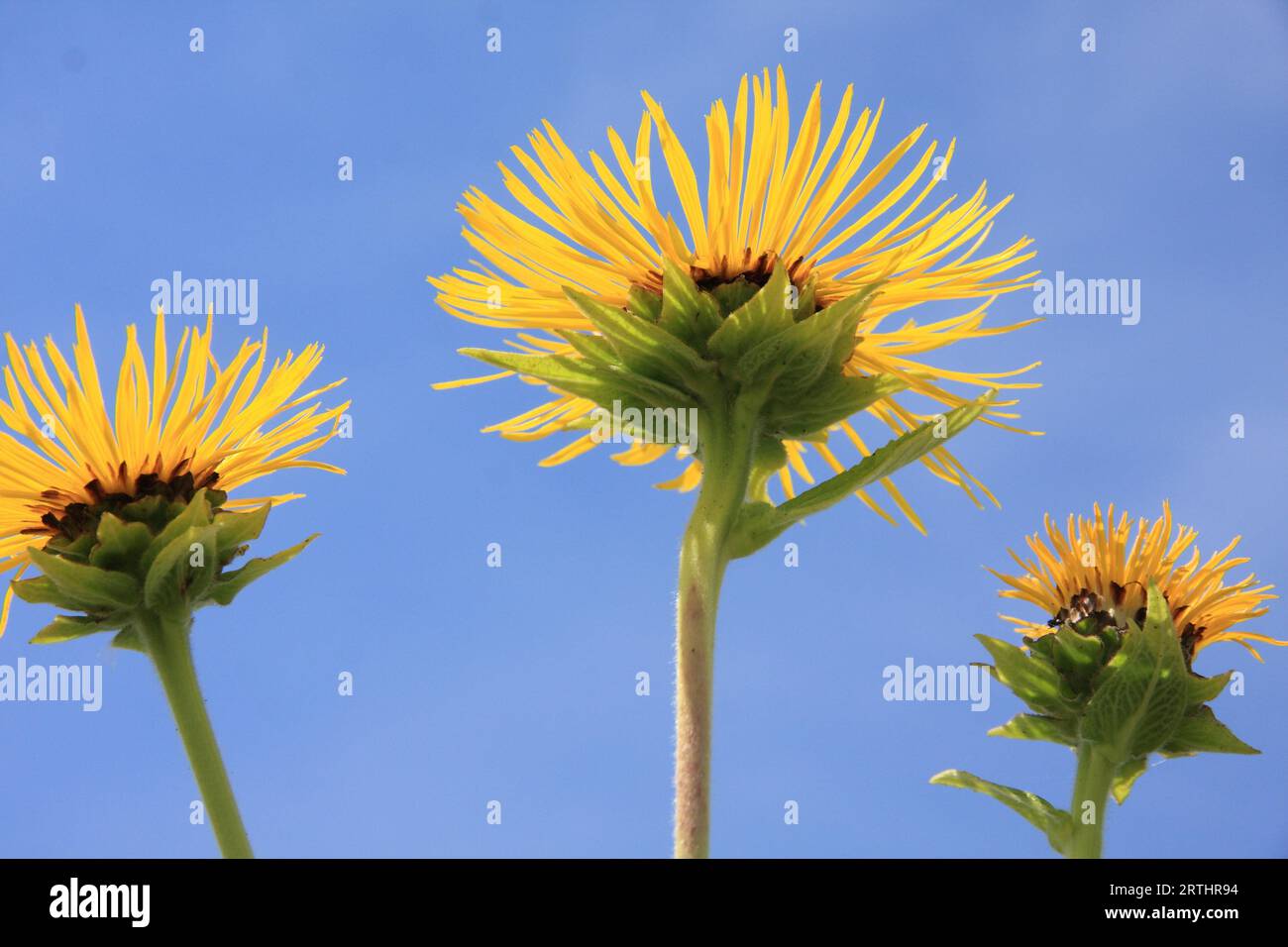 Real yellow flowering elecampane, background blue sky Stock Photo - Alamy