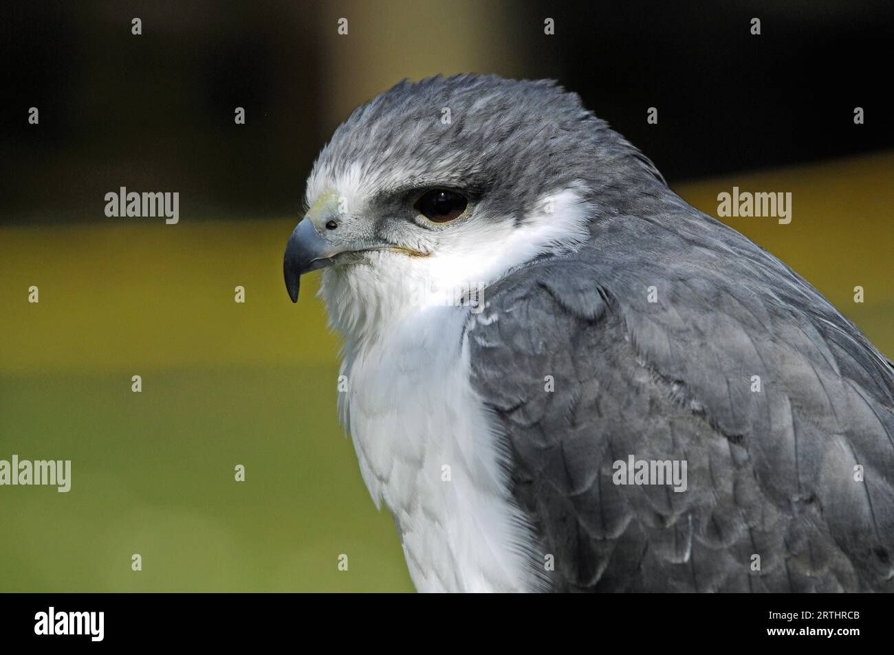 Bird of prey Stock Photo - Alamy