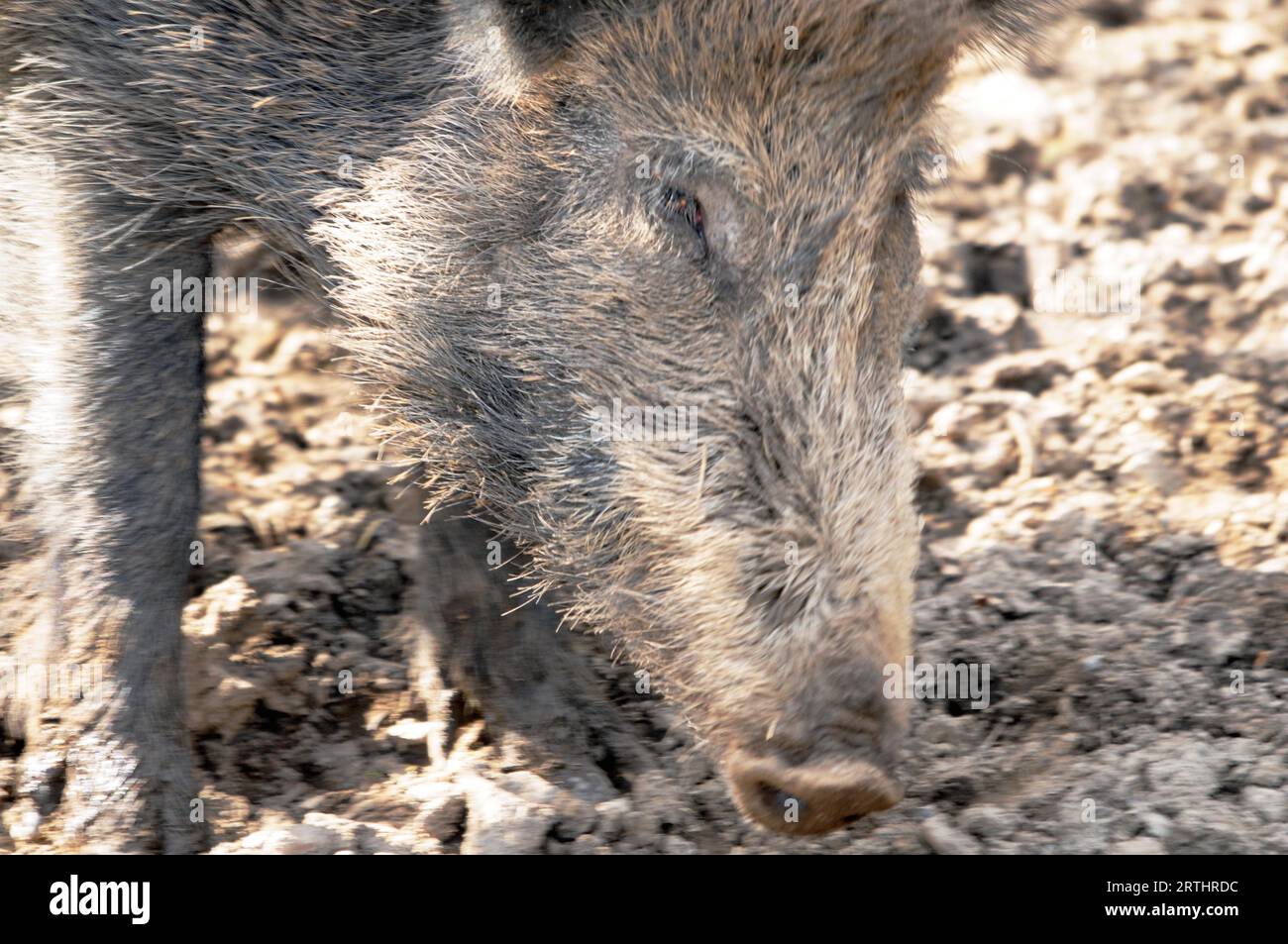 Wild boar in the mud Stock Photo - Alamy
