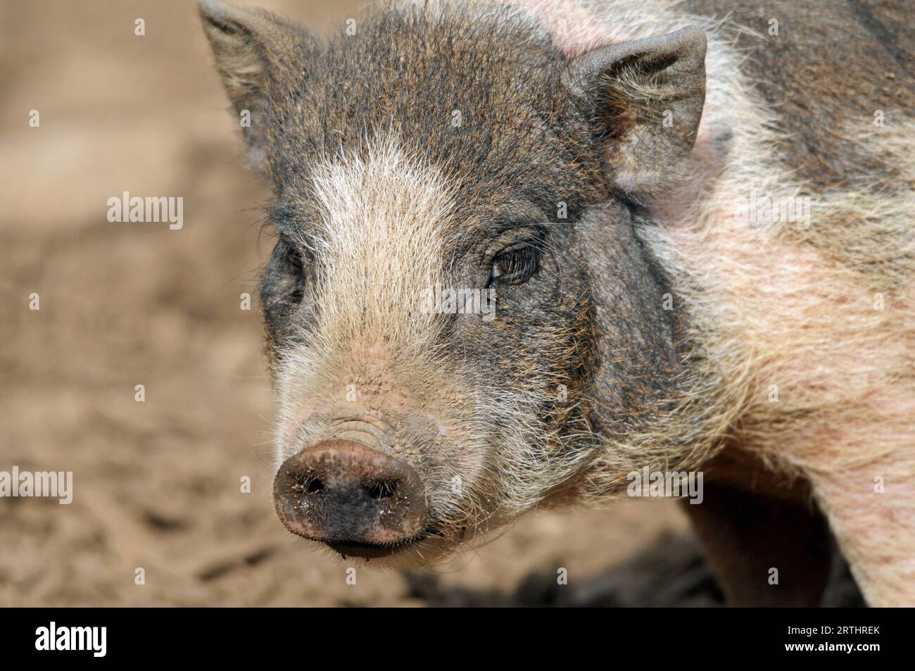 Hanging belly pig Stock Photo - Alamy