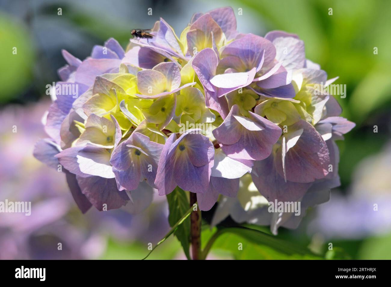 Hydrangea flowering time Stock Photo - Alamy
