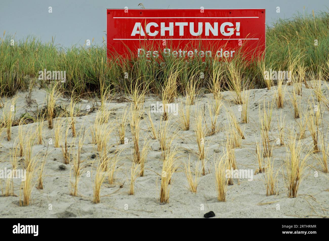 Planting a dune with marram grass Stock Photo - Alamy