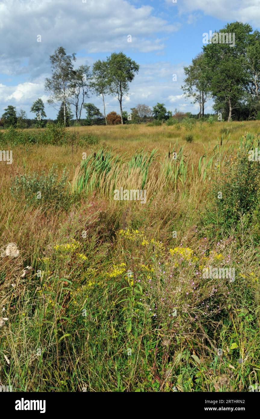 Hohes Venn comprises a moor and heathland landscape Stock Photo - Alamy