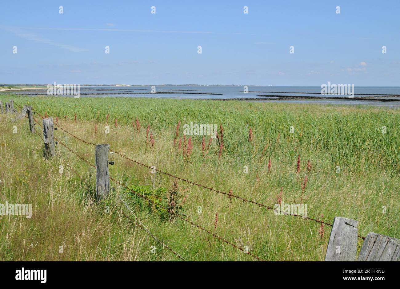 Reed Landscape on the Wadden Sea off Sylt Stock Photo - Alamy