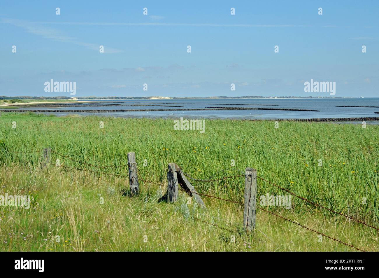 Reed Landscape on the Wadden Sea of Sylt Stock Photo - Alamy