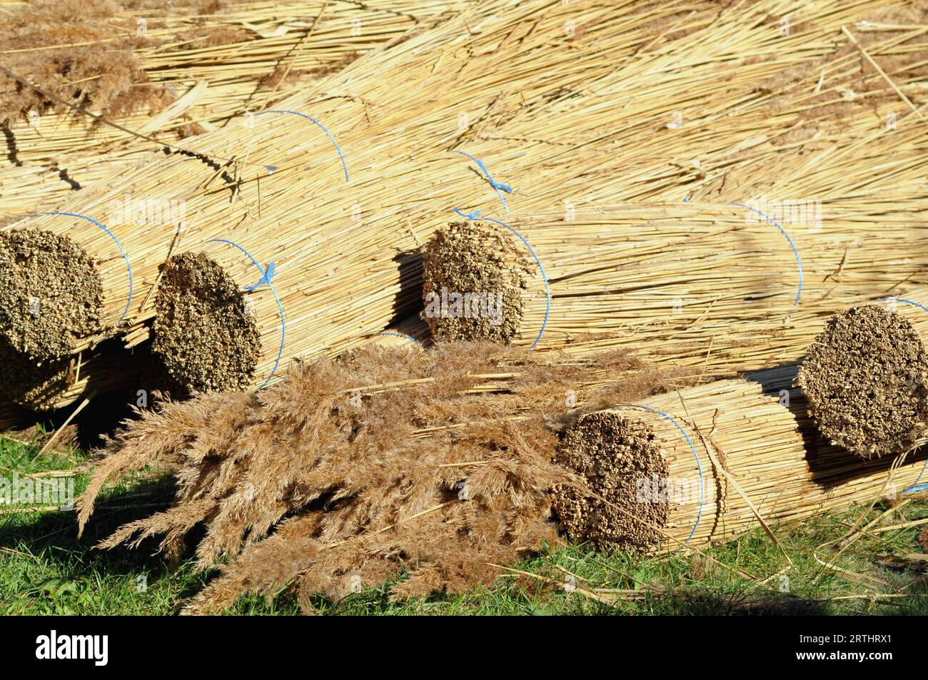 Reed bundles hi-res stock photography and images - Alamy