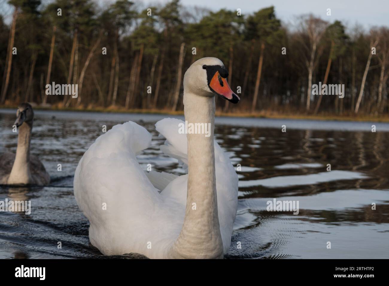Swan on Water Stock Photo - Alamy