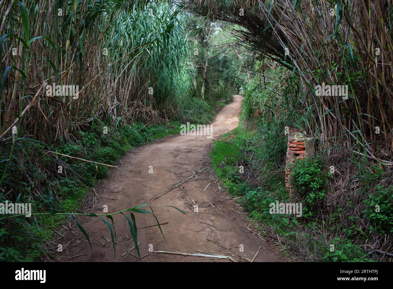Rural road across lush tall reed plants in Mediterranean countryside of ...