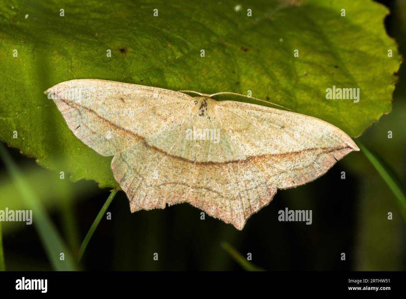 Sorrel Moth on a Leaf, A blood vein moth on a leaf Stock Photo - Alamy