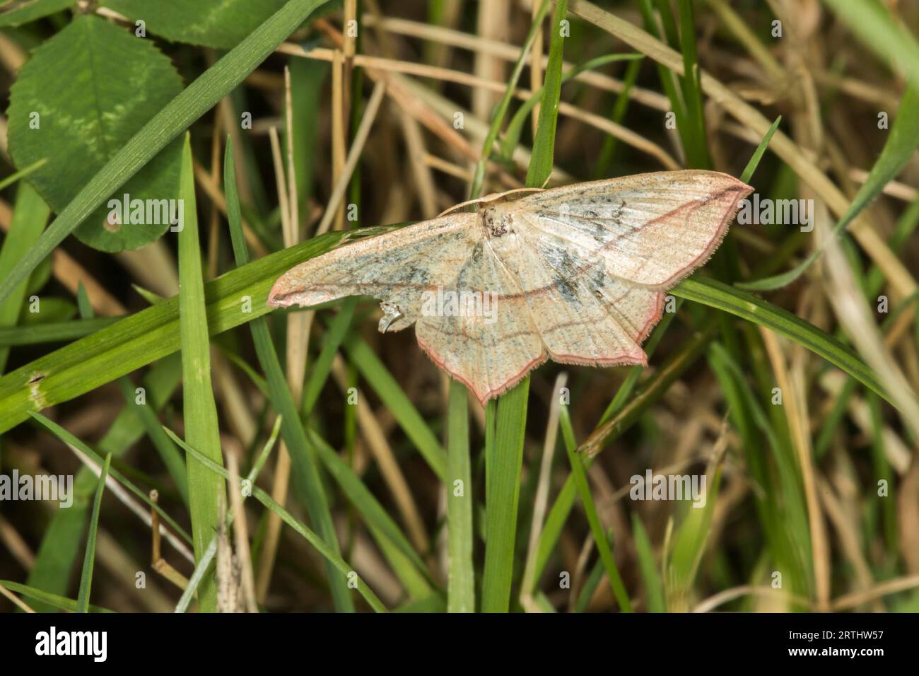 Blood vein moth hi-res stock photography and images - Alamy