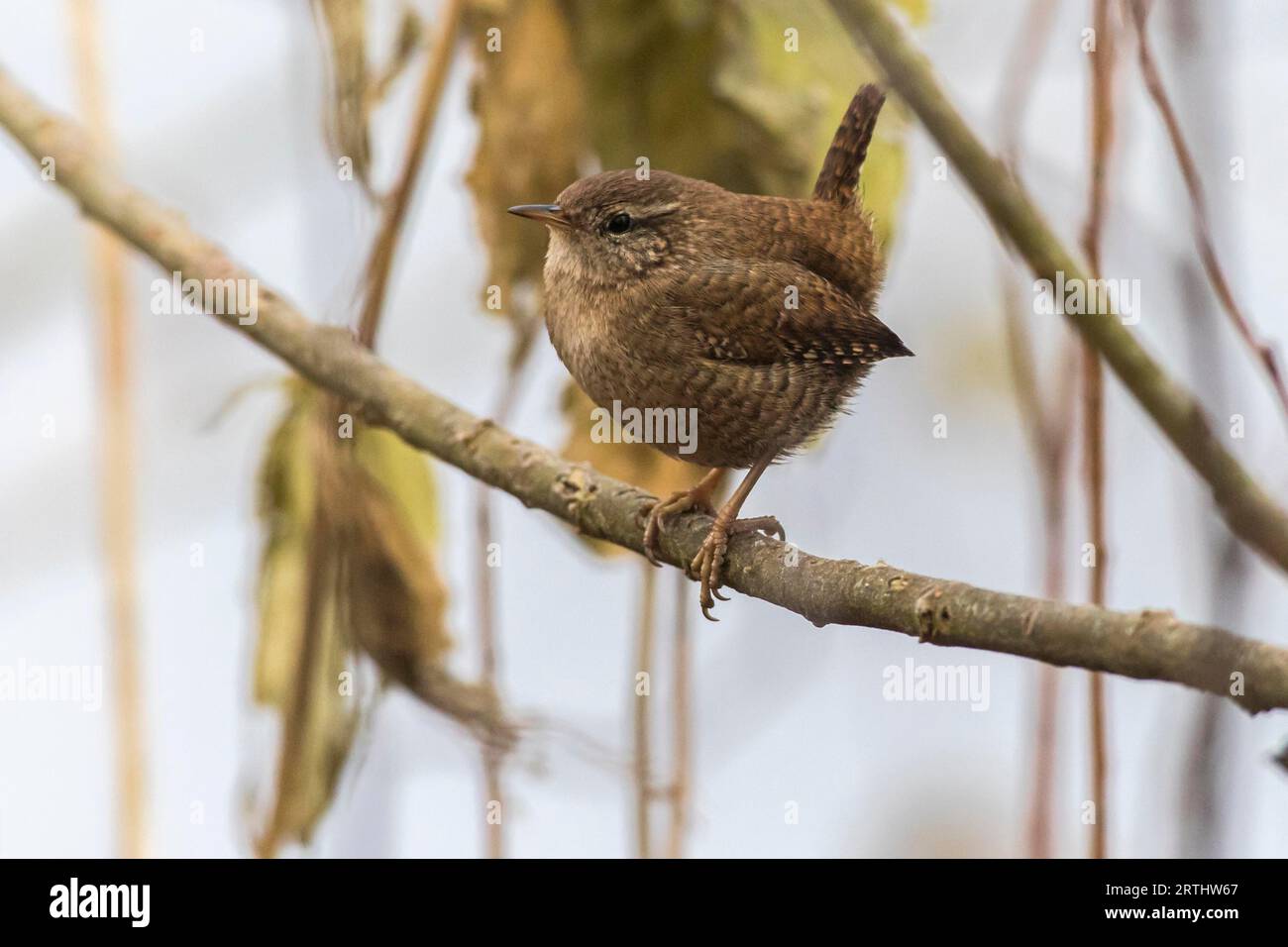 Wren sitting in branch hi-res stock photography and images - Alamy
