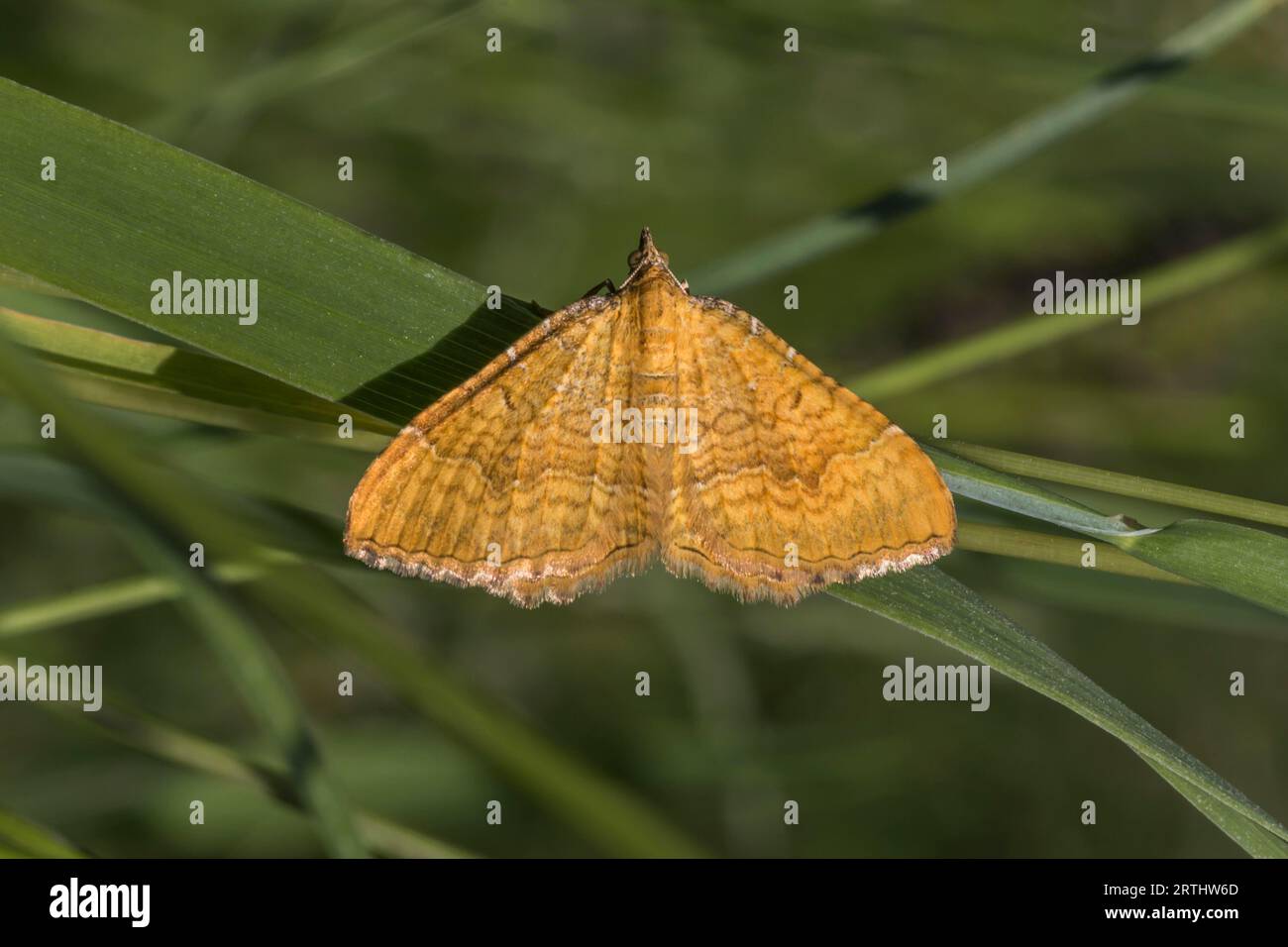 An ochre yellow leaf moth rests on a leaf, A yellow shell moth on a ...