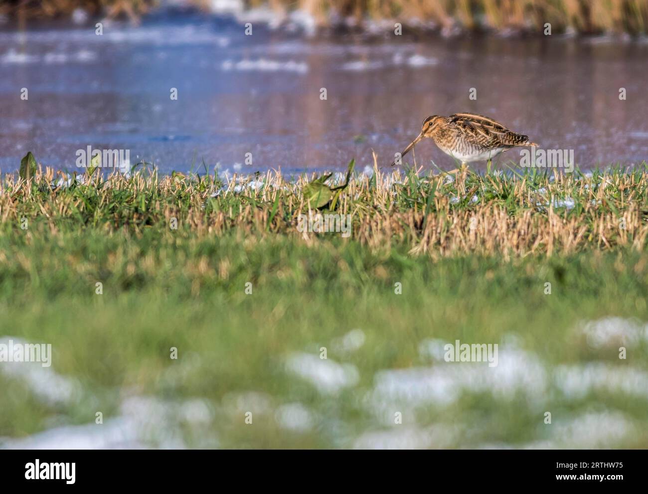 Snipe on the edge of a frozen puddle, A common snipe on a frozen ...
