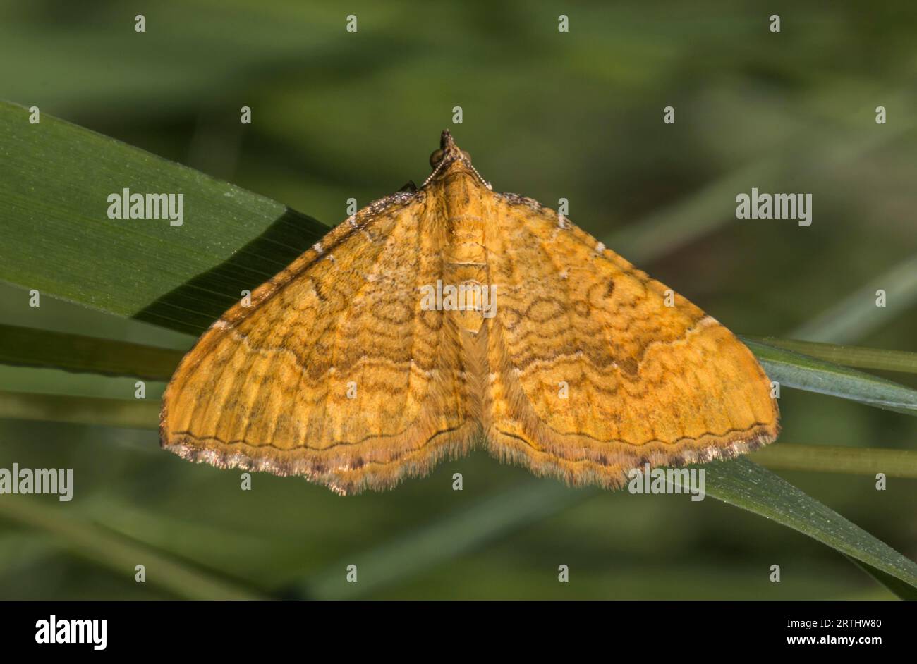 An ochre yellow leaf moth rests on a leaf, A yellow shell moth on a ...