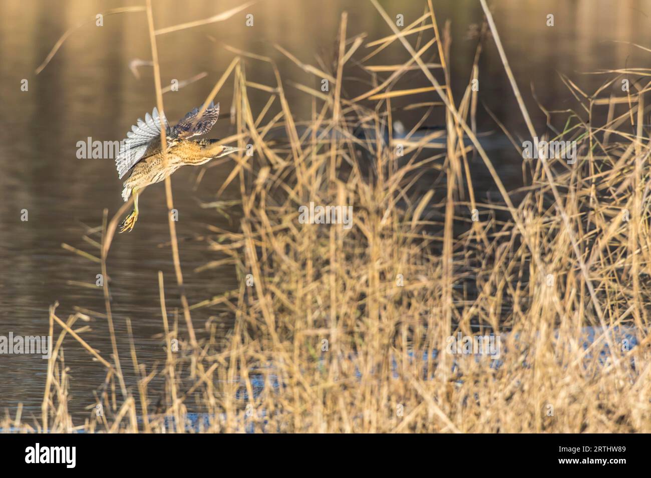 The rare bittern is hard to spot in the reeds, A common bittern in the ...