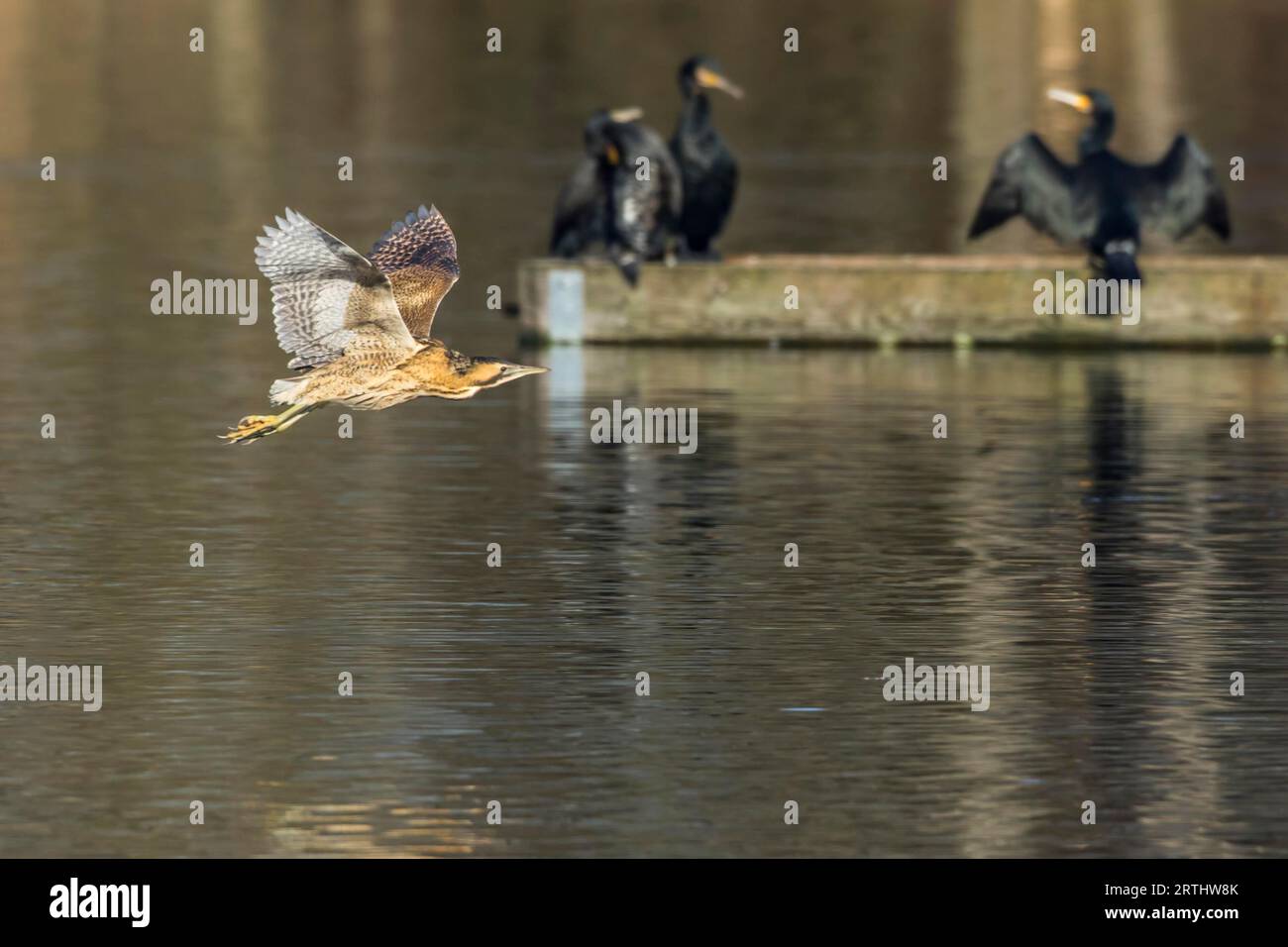 Bittern in flight hi-res stock photography and images - Alamy