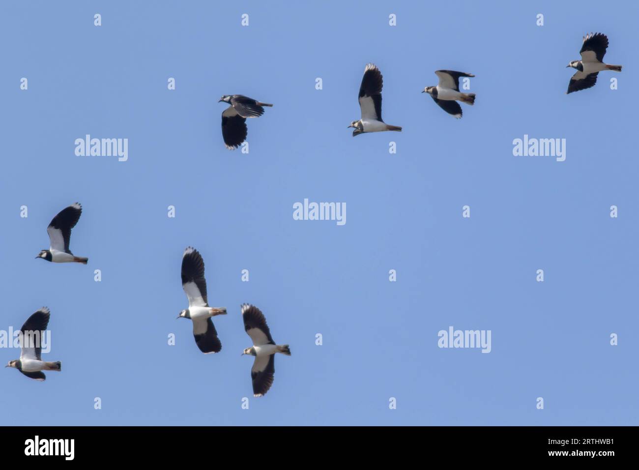Lapwing in flight, Lapwing in flight Stock Photo - Alamy