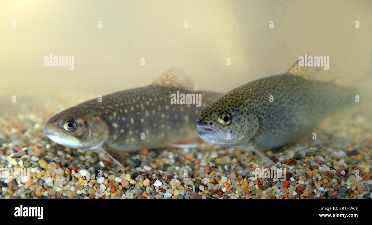 Brook trout (Salvelinus fontinalis) and rainbow trout (Oncorhynchus ...