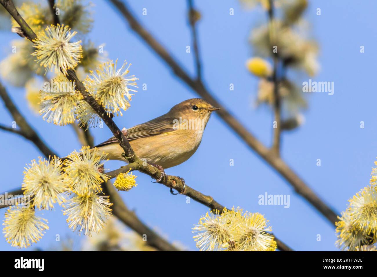 A Common Chiffchaff on a branch, A common chiffchaff in the branches of ...