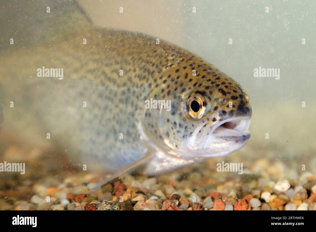 Trout Face