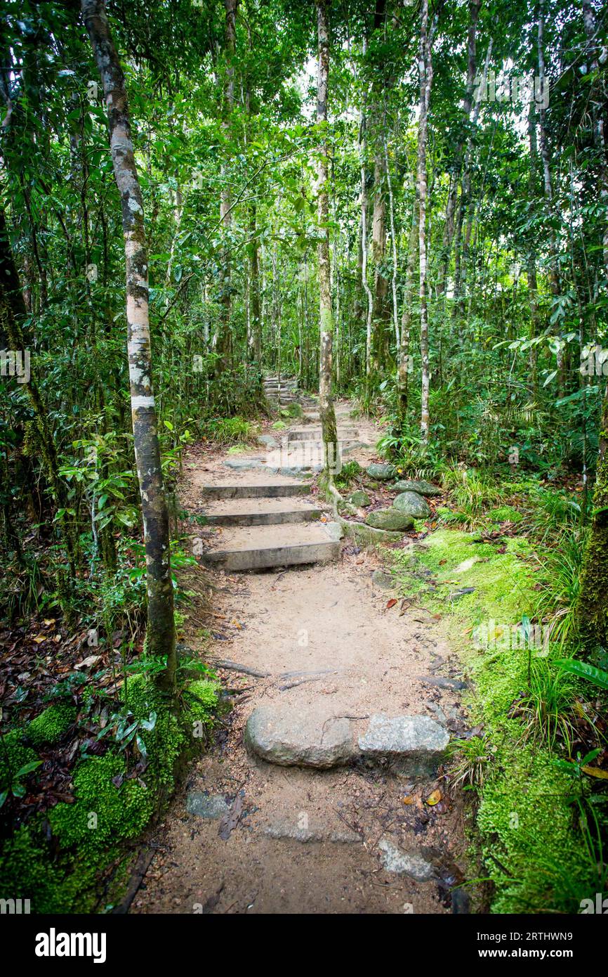 Footpath thru dense rainforest in Mossman Gorge, Queensland, Australia ...