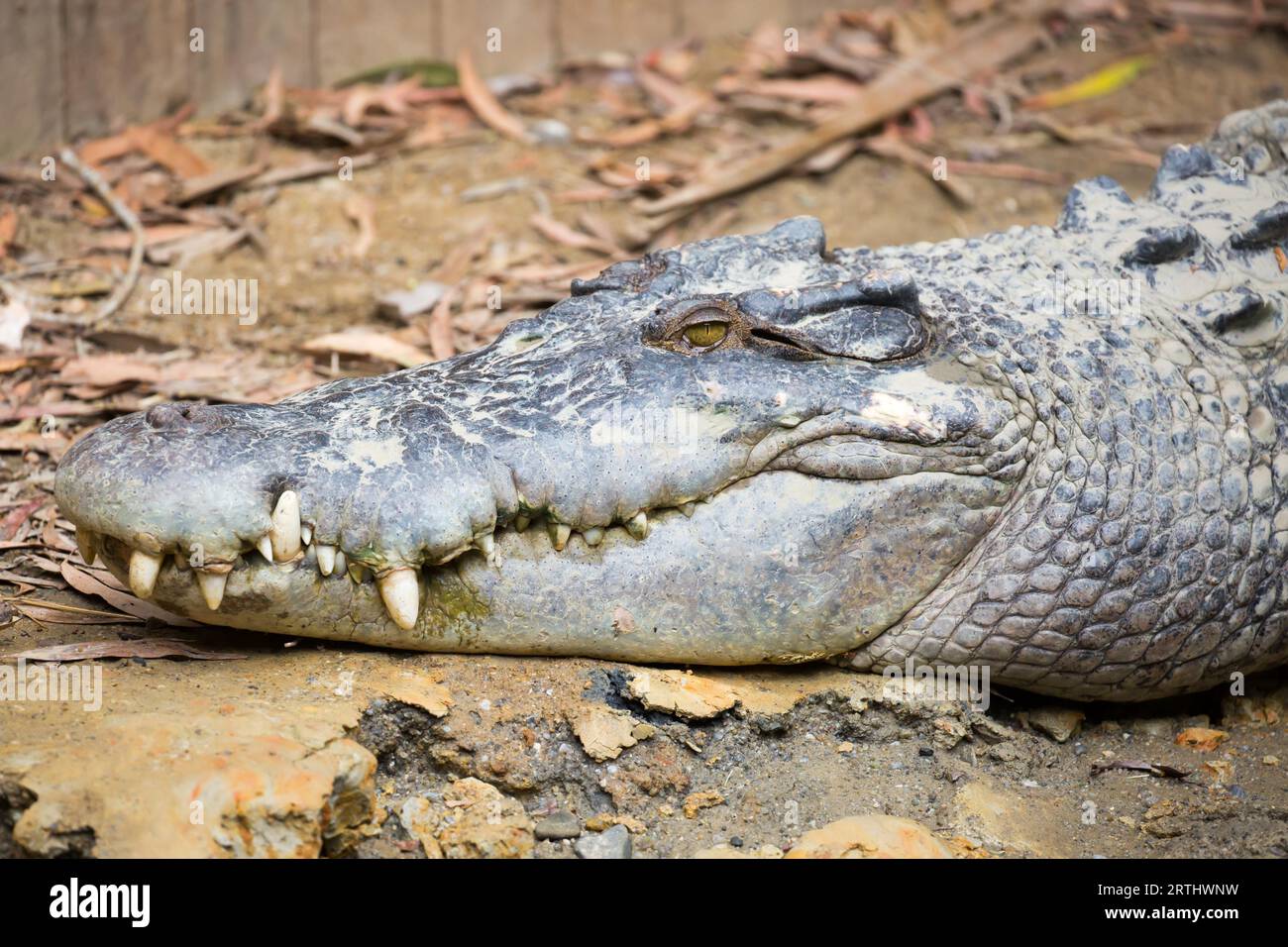 Wait patiently for prey hi-res stock photography and images - Alamy