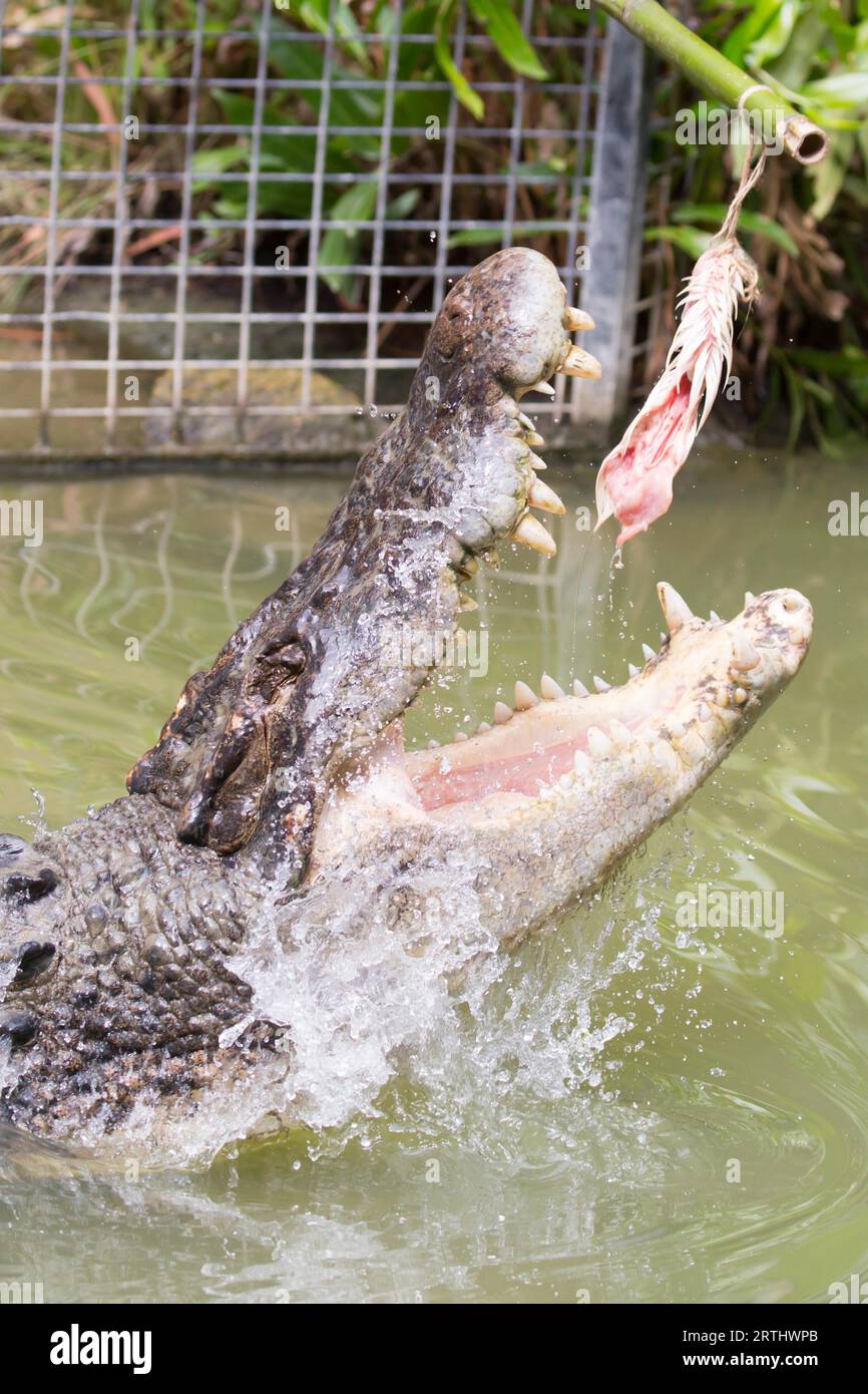 Crocodile attack hi-res stock photography and images - Alamy
